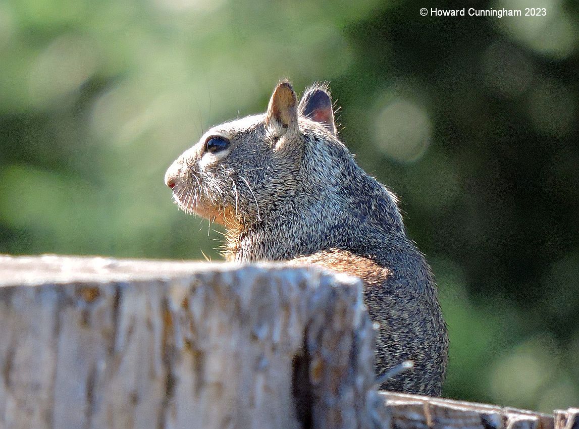 Mammals of the Oregon Coast