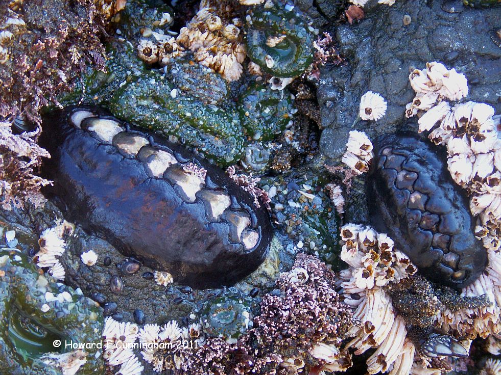 Intertidal Invertebrates of the Oregon Coast