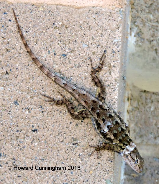 Reptiles and Amphibians of the Oregon Coast
