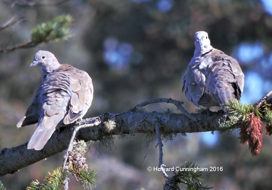 Birds of the Oregon Coast